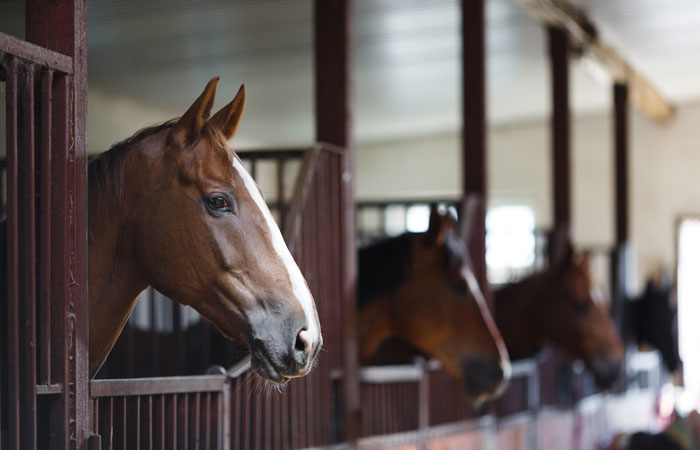 BUTCH | Shoo-fly Inc. | Flying Insect Control Designed by Horse People ...